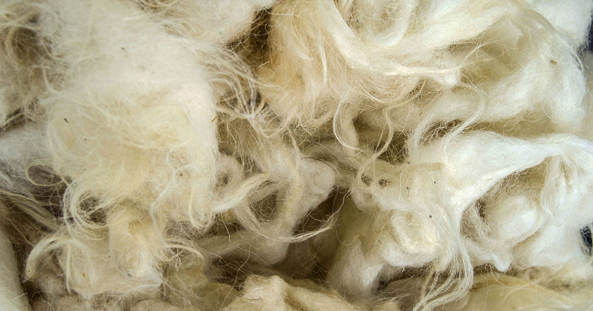 Why wool? 9 facts on why natural is best | Harrison Spinks